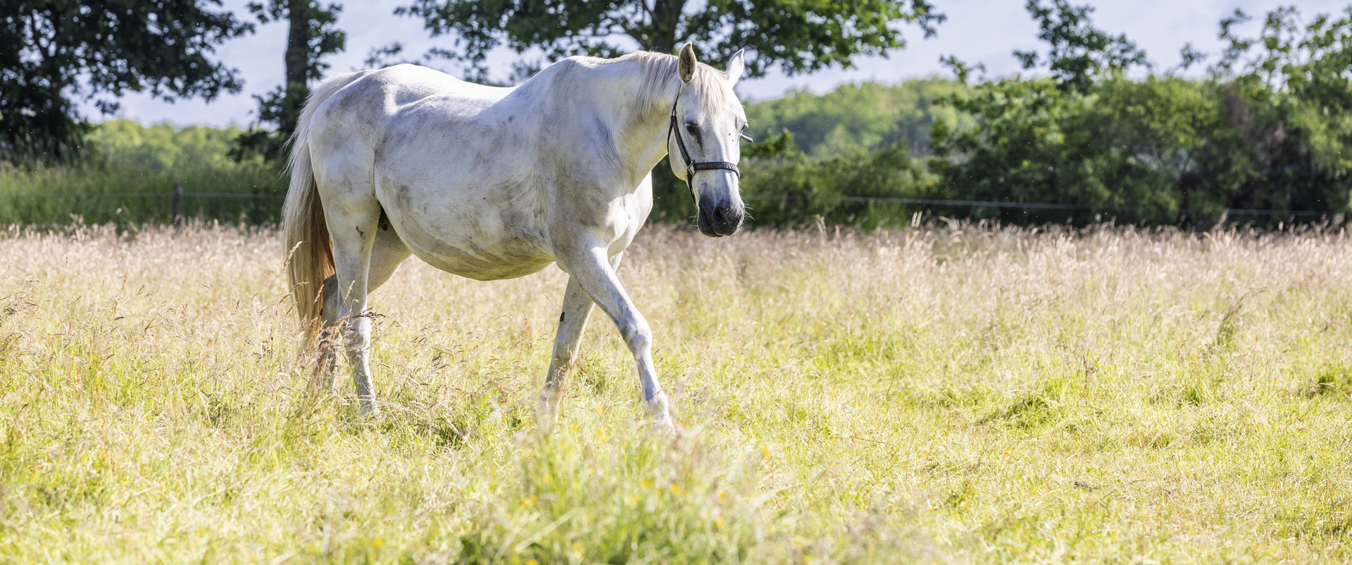 Hoefbevangenheid herkennen en behandelen bij het paard - A7 Noord ...