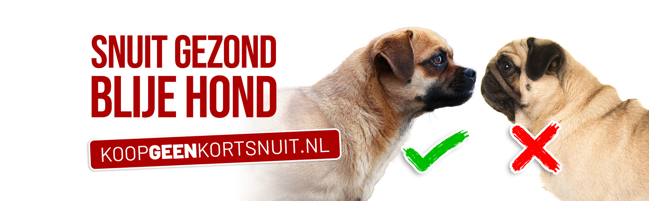 Honden met korte snuit/Katten met platte neus - A7 Noord dierenartsen